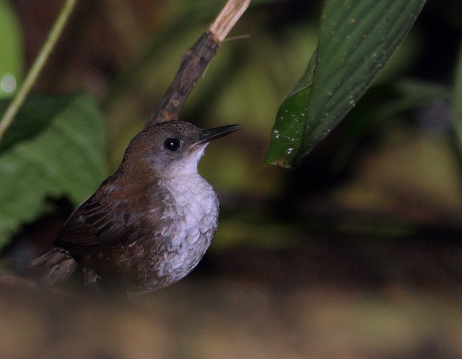 Southern Nightingale-Wren (Southern) - eBird