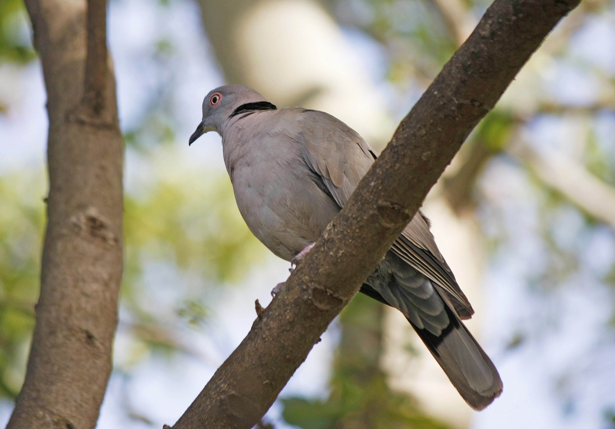 eBird Checklist - 1 Feb 2009 - Hawassa (7.0709, 38.4892) - 9 species