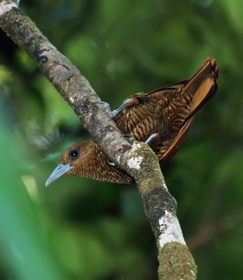 Photos - Bernier's Vanga - Oriolia bernieri - Birds of the World