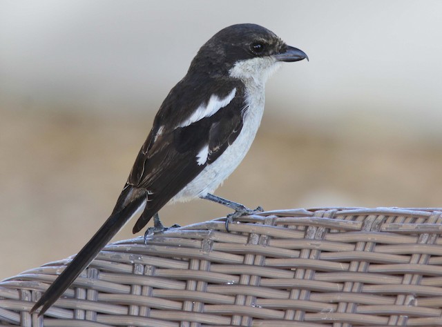 Photos - Northern Fiscal - Lanius humeralis - Birds of the World