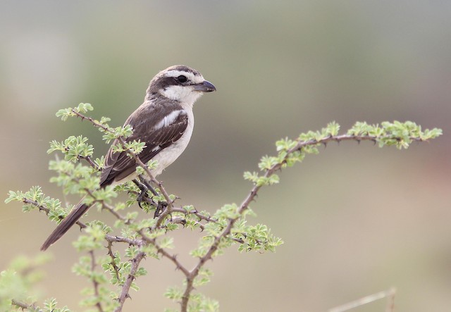Photos - Northern Fiscal - Lanius humeralis - Birds of the World