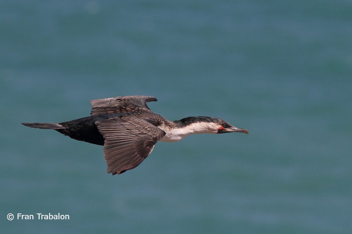 Great Cormorant (Moroccan) - eBird