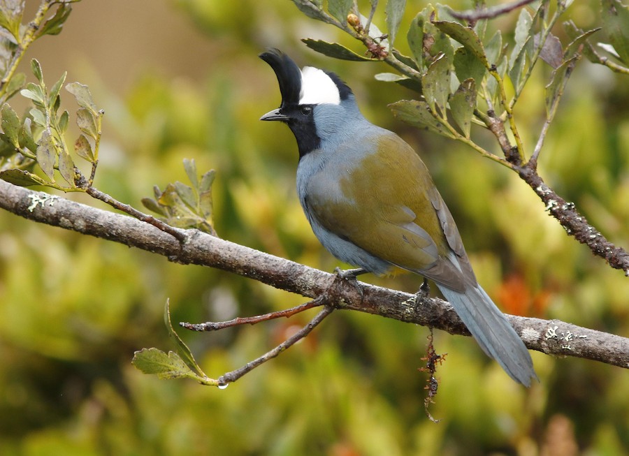 Picabayas Crestado (olivacea/alpina) - eBird