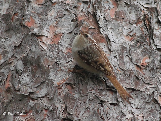 Photos - Short-toed Treecreeper - Certhia brachydactyla - Birds of the ...