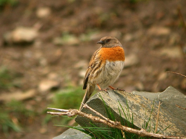 Photos - Robin Accentor - Prunella rubeculoides - Birds of the World