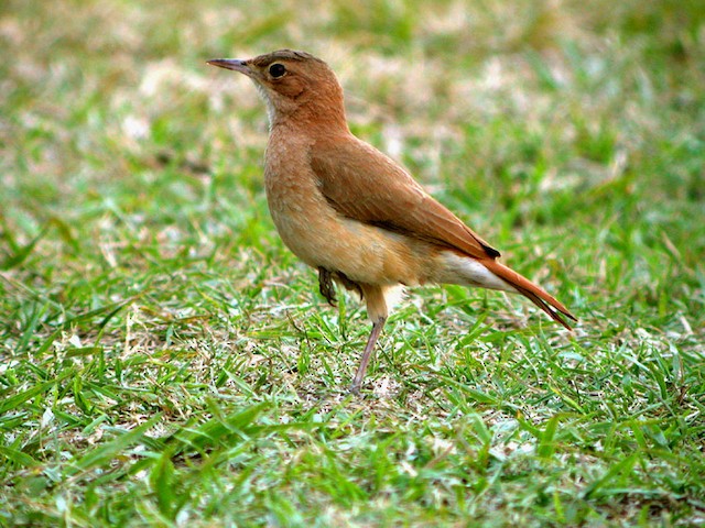 Argentina National Bird The Hornero