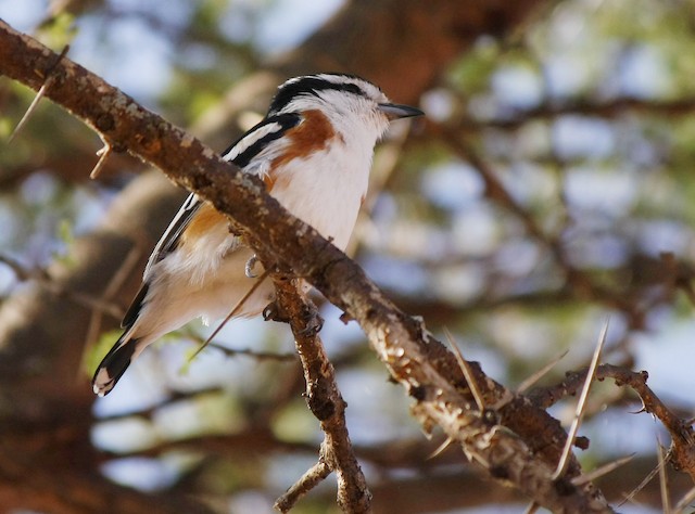 Photos - Brubru - Nilaus afer - Birds of the World