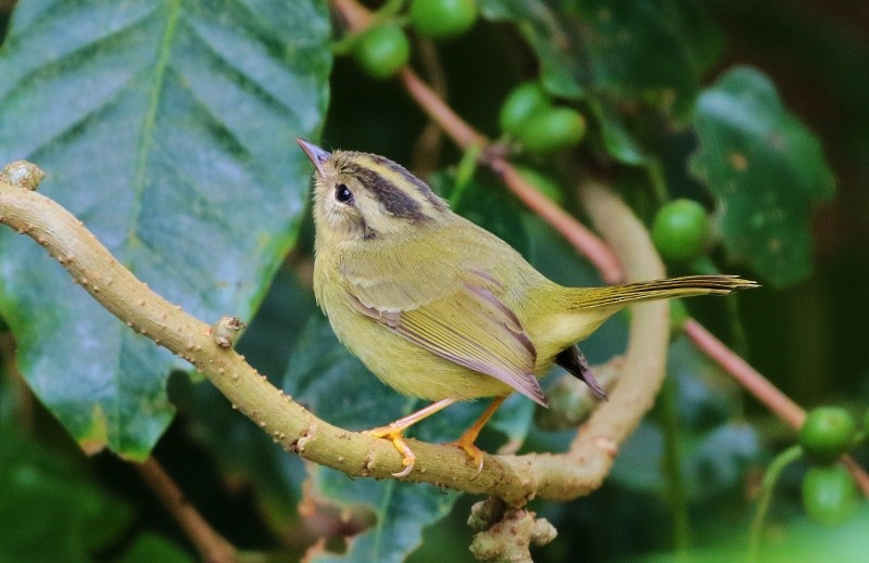 Three-striped Warbler (Venezuelan) - eBird