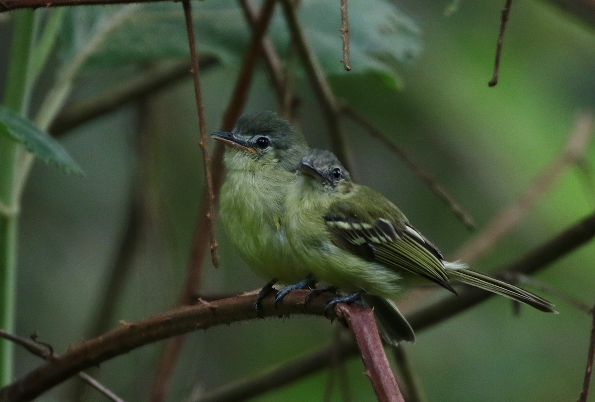 Pico Chato Sulfuroso (exortivus) - eBird