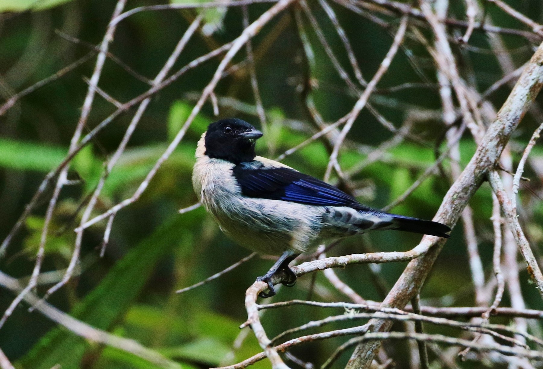 Tangara Cabecinegra (cyanoptera) - eBird