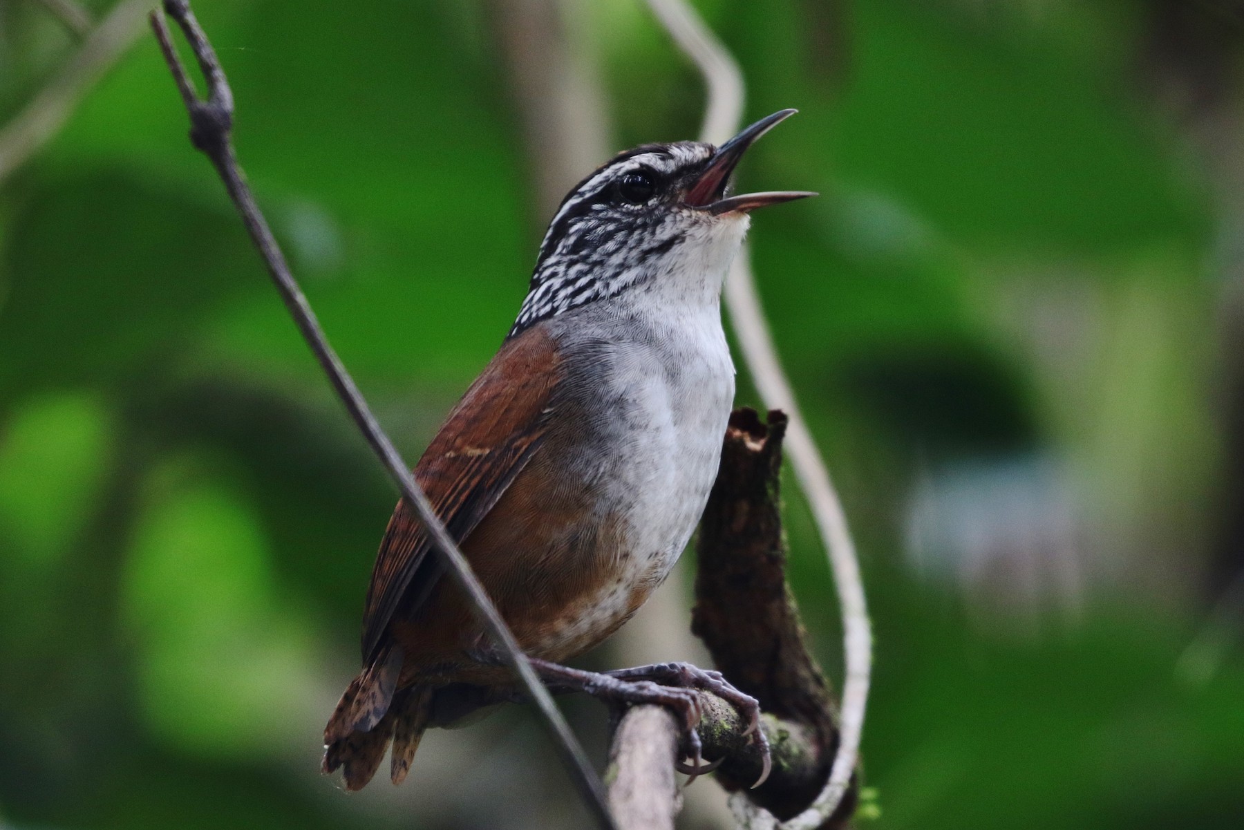 Gray-breasted Wood-Wren (venezuelensis) - eBird