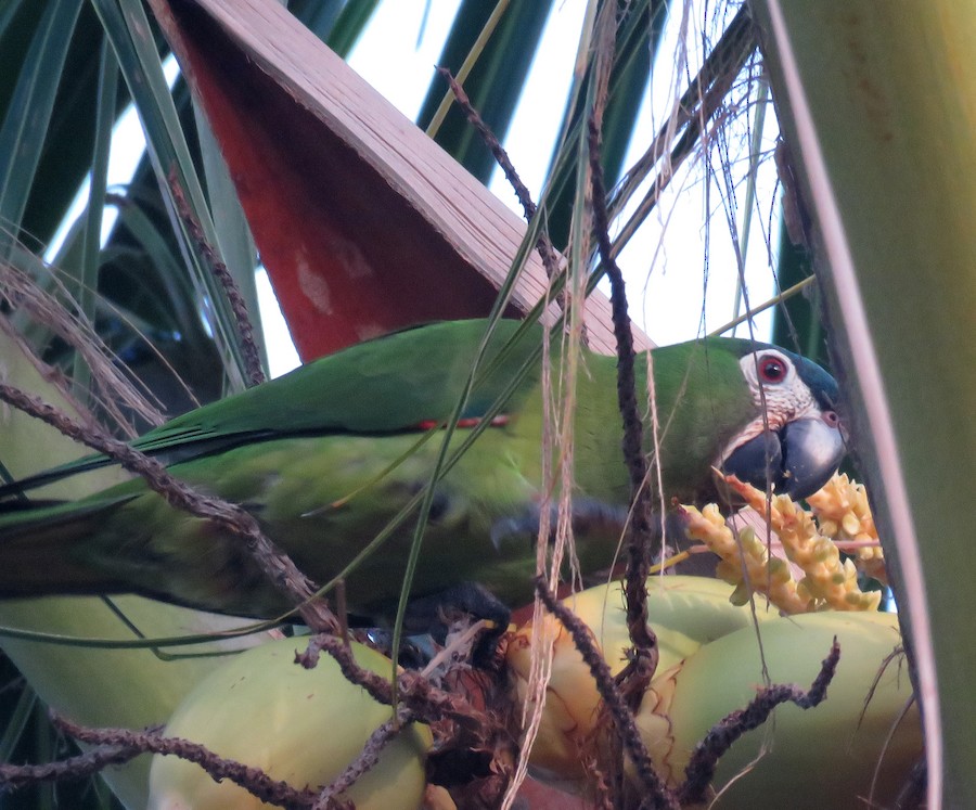 Red-shouldered Macaw (Northern) - eBird