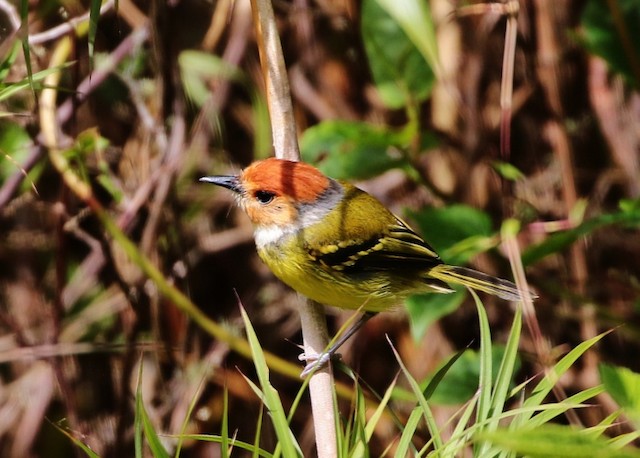 Photos - Rufous-crowned Tody-Flycatcher - Poecilotriccus ruficeps ...