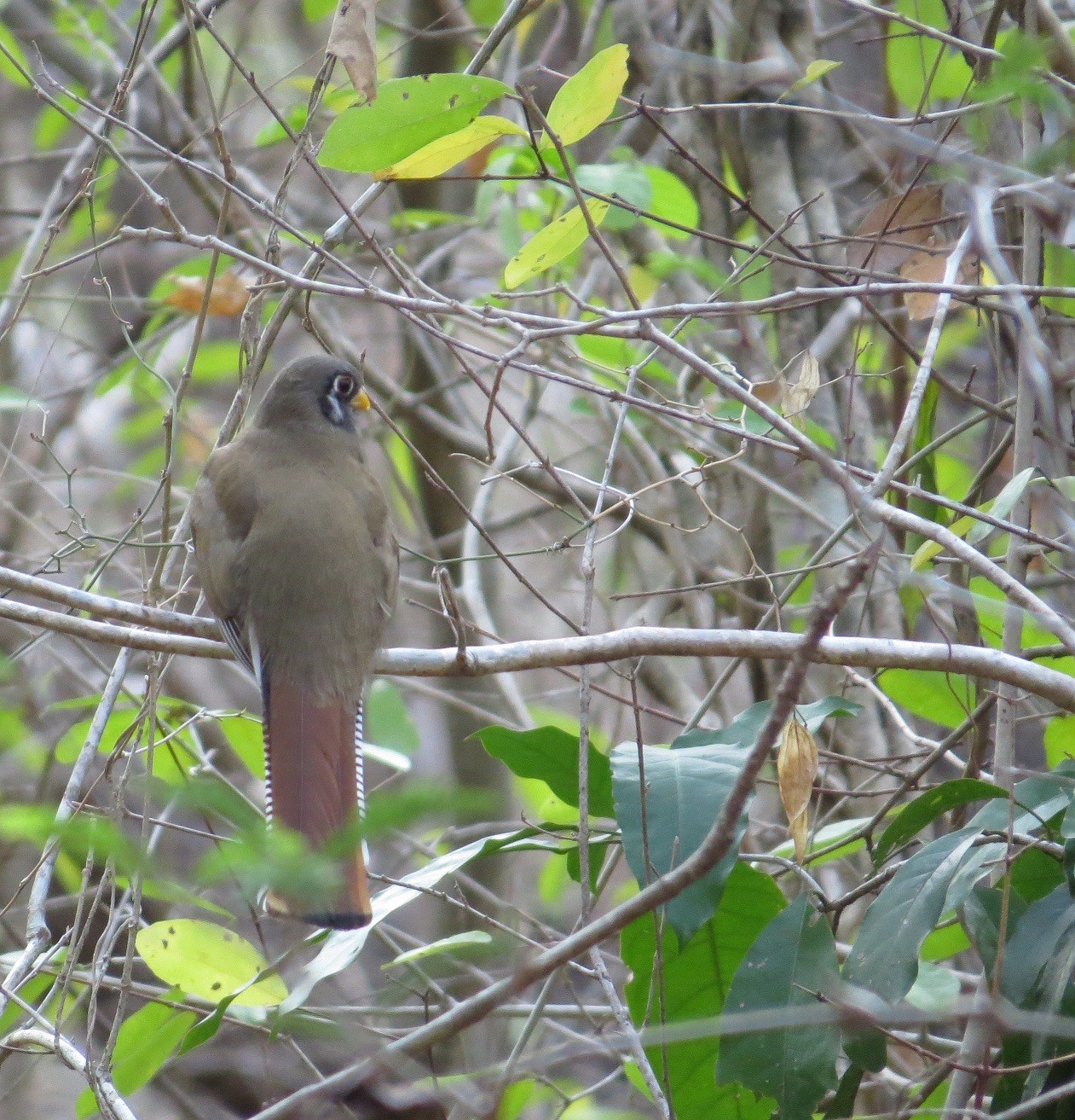 Trogón Elegante (elegans/lubricus) - eBird