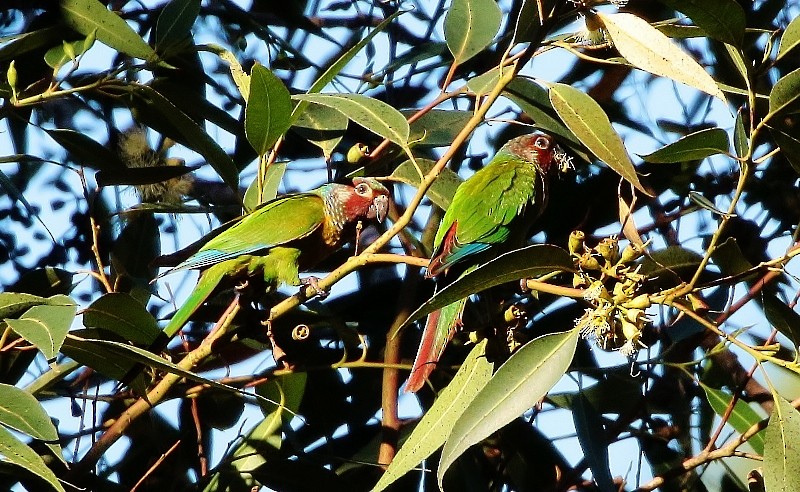 Venezuelan Parakeet - eBird