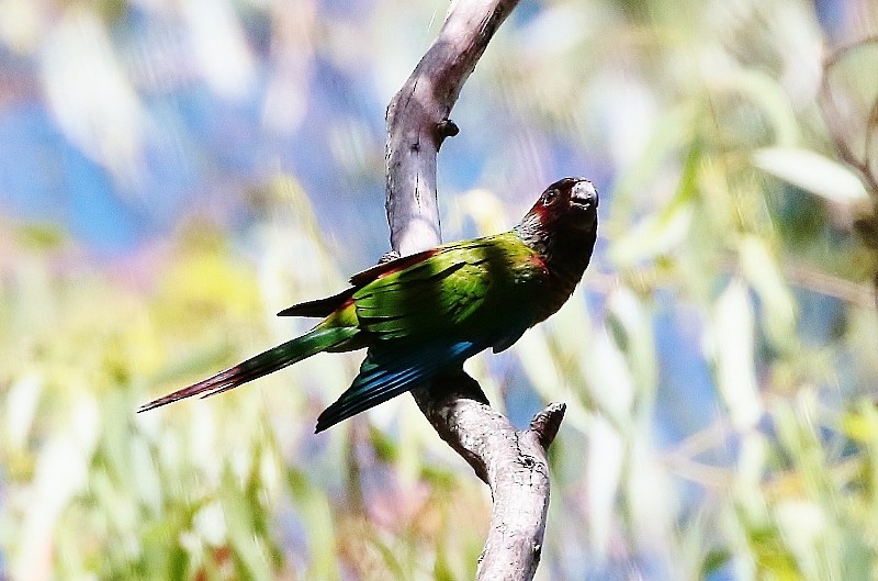 Venezuelan Parakeet - eBird