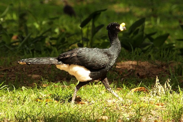 Yellow Knobbed Curassow