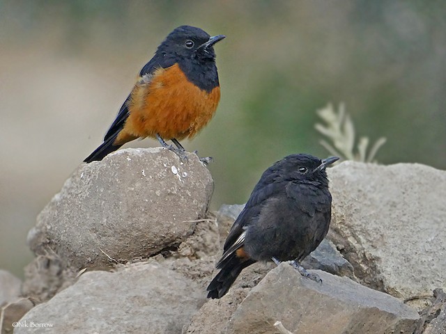 Photos - White-winged Cliff-Chat - Monticola semirufus - Birds of the World