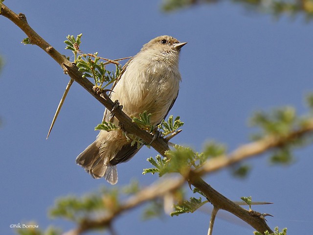 Photos - Mouse-colored Penduline-Tit - Anthoscopus musculus - Birds of ...