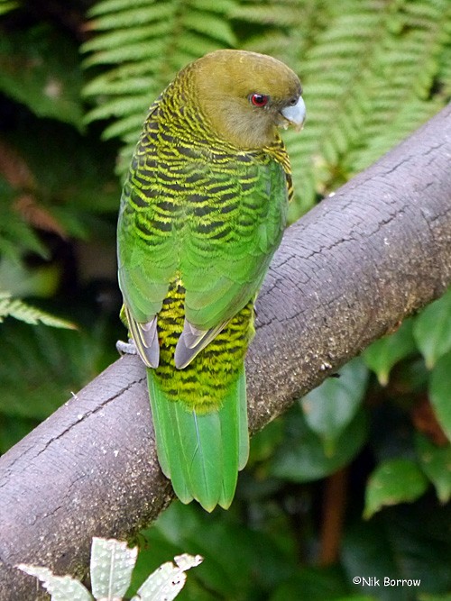 eBird Checklist - 14 Aug 2013 - Kumul Lodge - 4 species