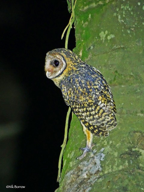Photos - Golden Masked-Owl - Tyto aurantia - Birds of the World