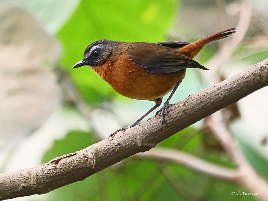 Archer's Ground Robin (Archer's) - eBird