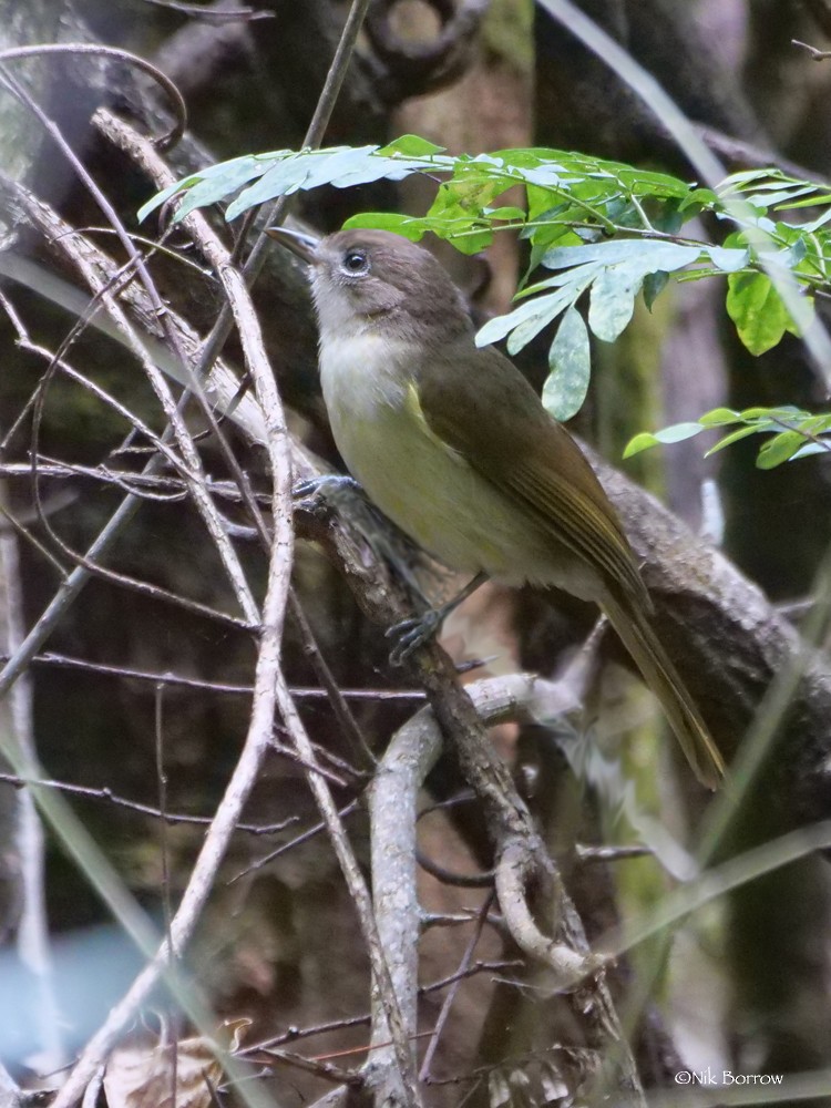 Yellow-streaked Greenbul (Sharpe's) - eBird