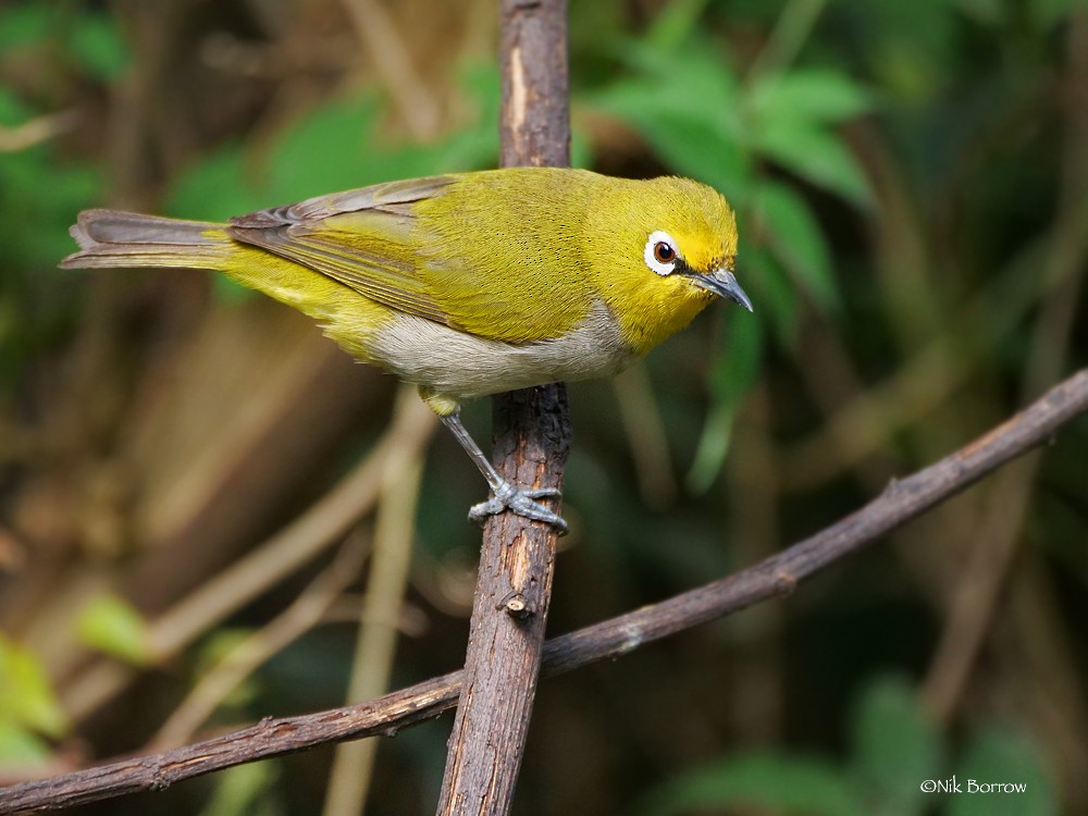 Heuglin's White-eye (Ethiopian) - eBird