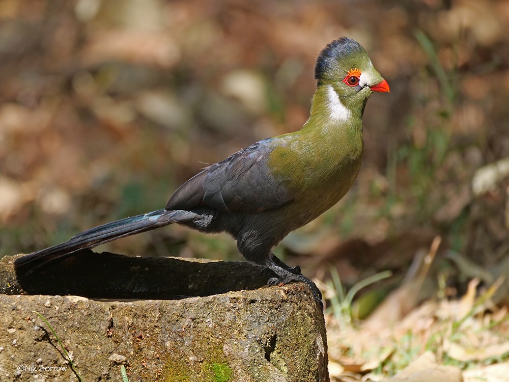 White-cheeked Turaco (White-cheeked) - eBird