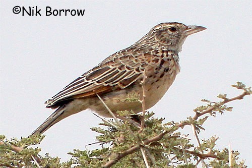 Red-winged Lark (Rift Valley) - eBird