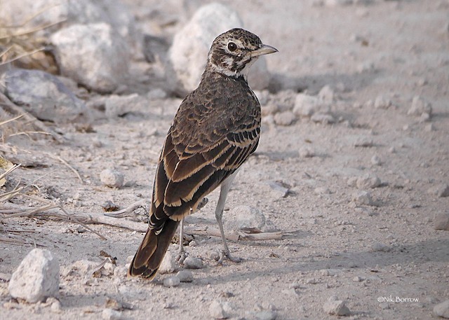Photos - Dusky Lark - Pinarocorys nigricans - Birds of the World