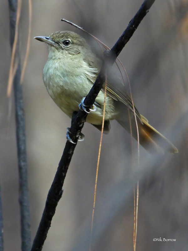 Cabanis's Greenbul (Placid) - eBird