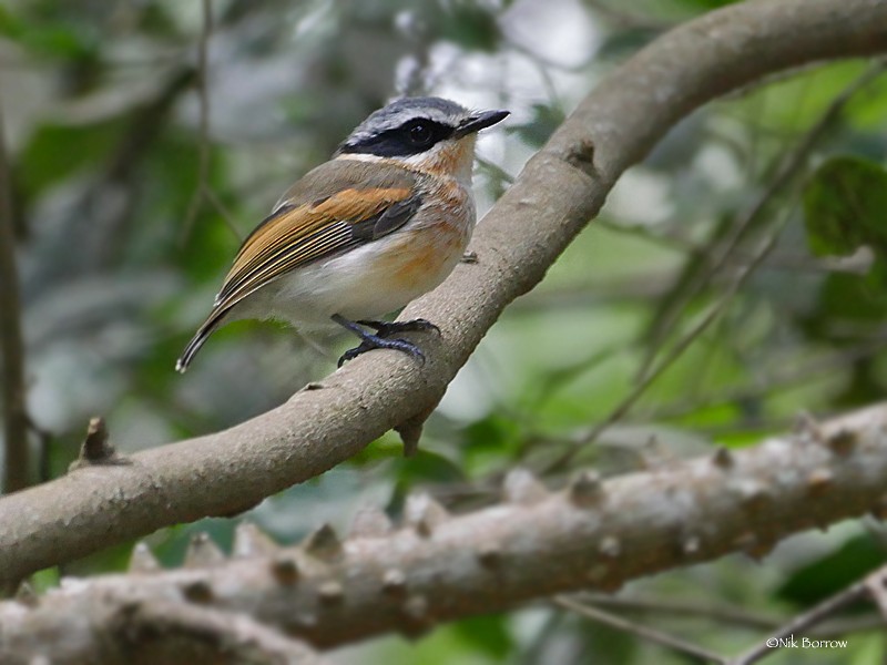 Short-tailed Batis (Short-tailed) - eBird