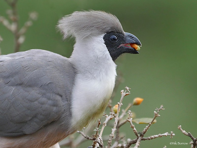 Bare-faced Go-away-bird (Black-faced) - eBird