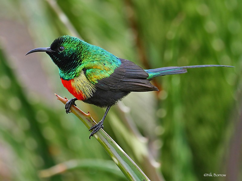 Beautiful Sunbird (Gorgeous) - eBird