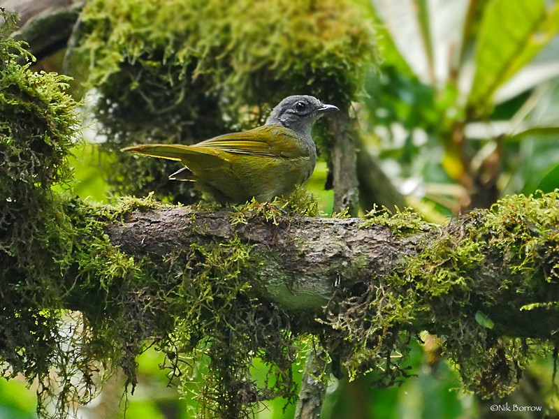 Bulbul des Misuku (kakamegae/kungwensis) - eBird