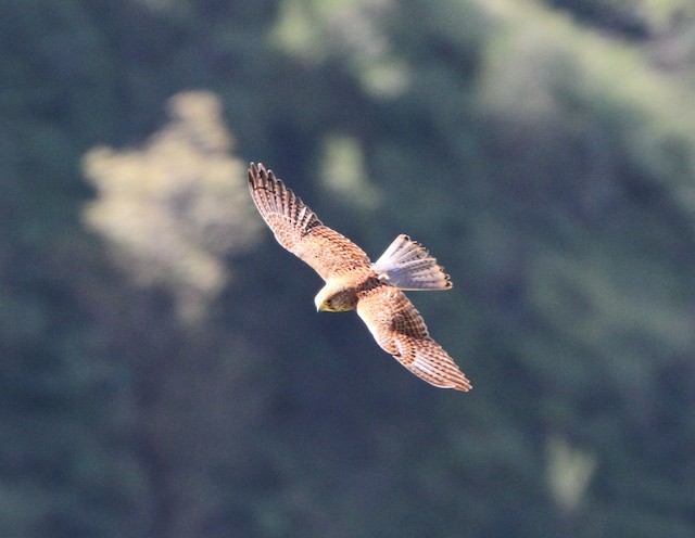 Spotted Kestrel