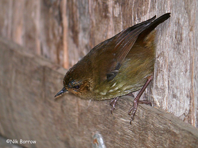 Large Scrubwren - eBird