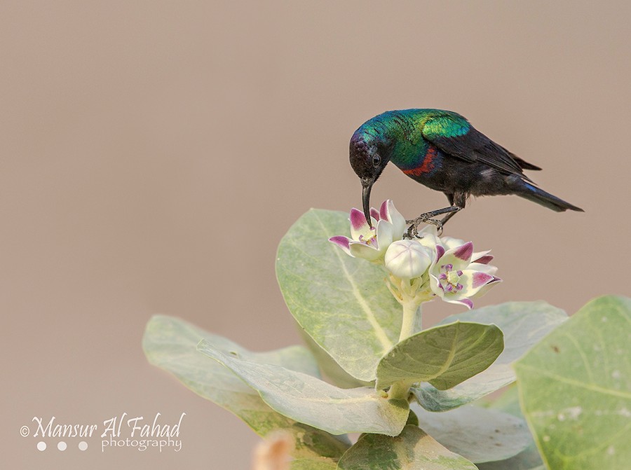 Arabian Sunbird - eBird