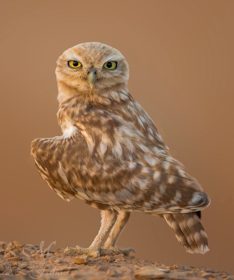 Little Owl (Lilith) - eBird