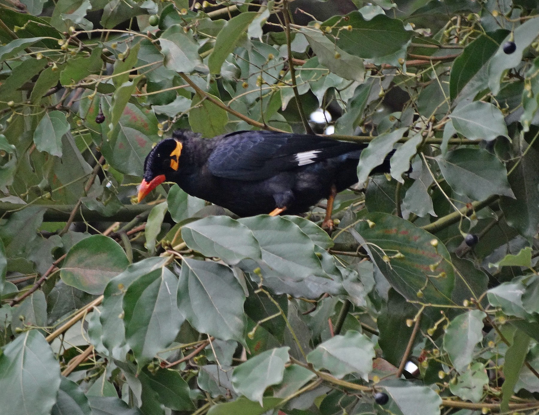 Common Hill Myna (Common) - eBird