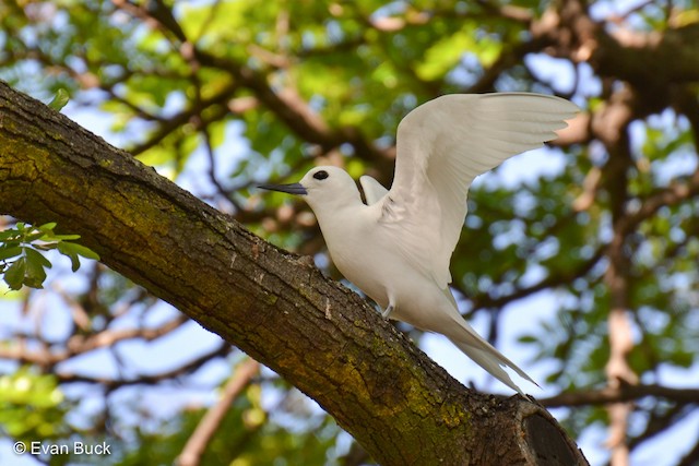 Photos - Blue-billed White-Tern - Gygis candida - Birds of the World