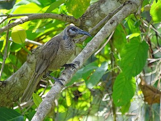 Tanimbar Friarbird - Philemon plumigenis - Birds of the World