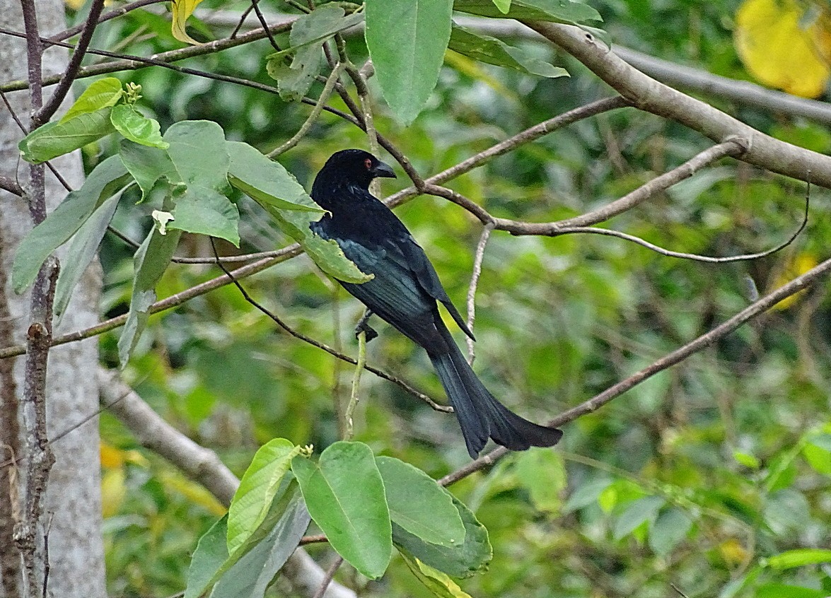 Wallacean Drongo (Kai) - eBird