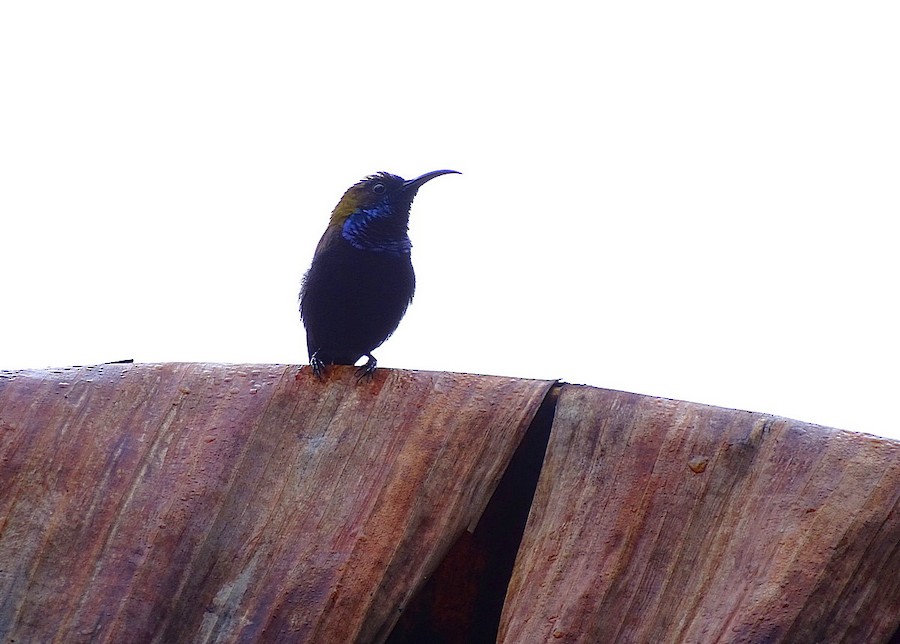 Burung-madu sriganti (Dada-hitam) - eBird