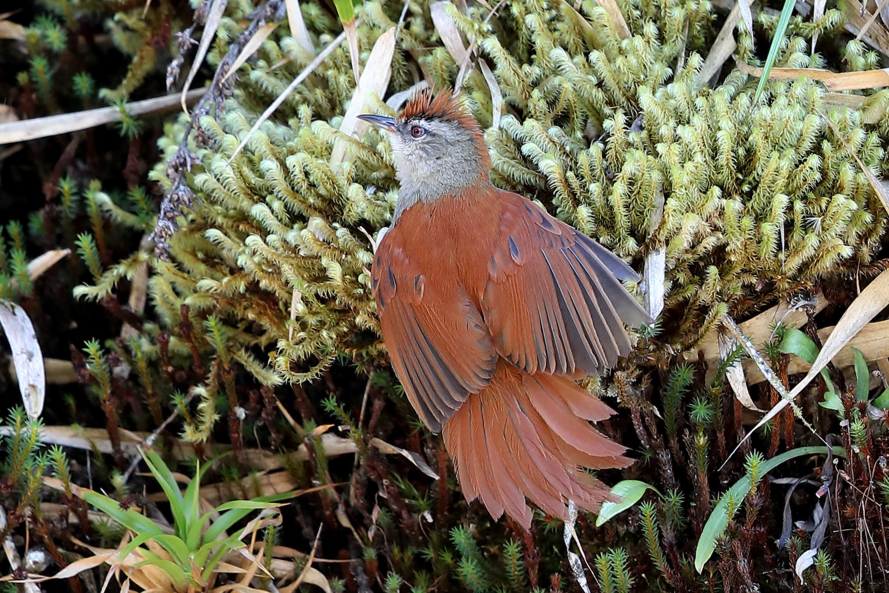 Marcapata Spinetail (Rufous-crowned) - eBird