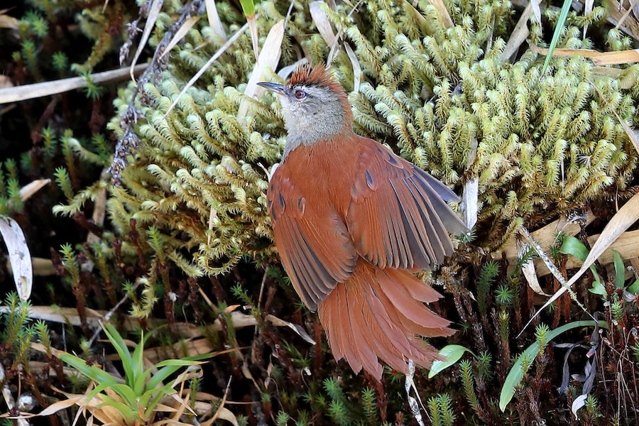 Marcapata Spinetail (Rufous-crowned) - eBird