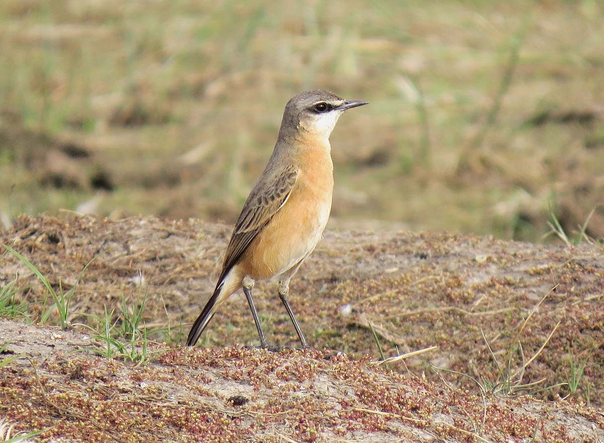 eBird Checklist - 1 Dec 2015 - Debre Berhan (Debre Birhan) - 1 species