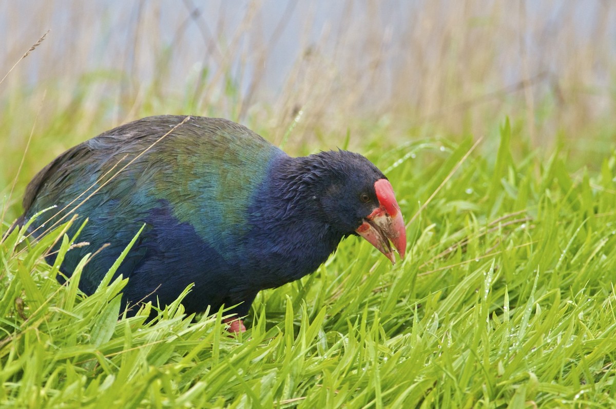 eBird Checklist - 12 Jun 2013 - Tiritiri Matangi--general - 4 species