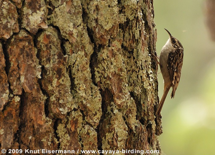 Brown Creeper (pernigra) - eBird